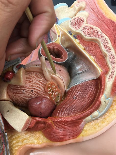 Ampulla Of Vas Deferens