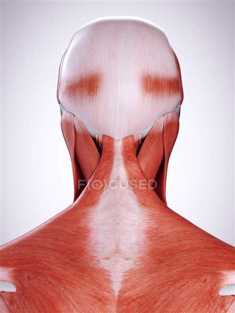 3d Rendered Illustration Of Neck Muscles In Human Body Artwork
