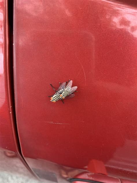 Im Late For Work Boss There A Fly Getting Some Action On My Car 9gag