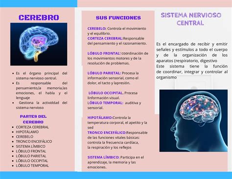 A Brochure With Pictures Of The Human Brain And Its Functions In