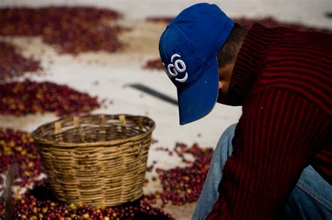 PROSES PENGOLAHAN BIJI KOPI