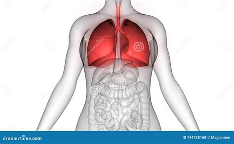 Anatom A De Los Pulmones Del Sistema Respiratorio De Los Rganos Del