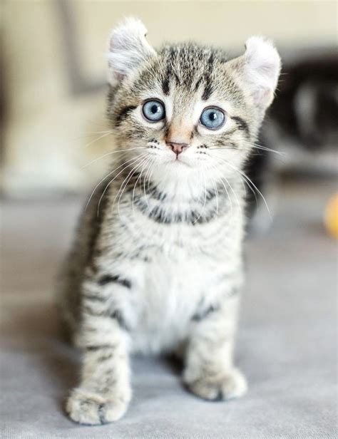 Voici le Highland lynx cette race de chat méconnue qui nous fait