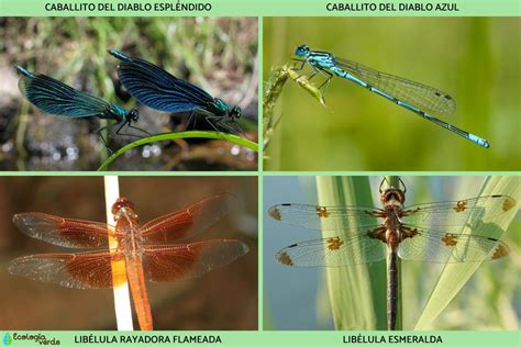 Insectos Voladores Tipos Y Nombres Con Fotos