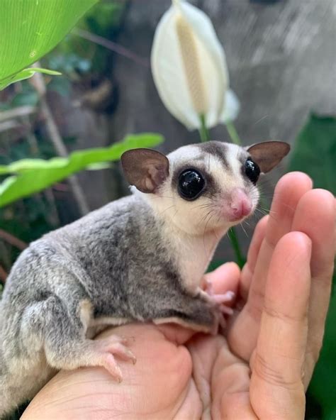 20 Sugar Glider Colors And Patterns Explained With Pictures