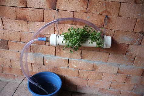 Cómo hacer un Cultivo Hidropónico Casero homify