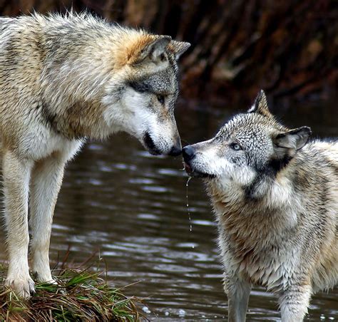 A Salvo El Lobo Gris Mexicano