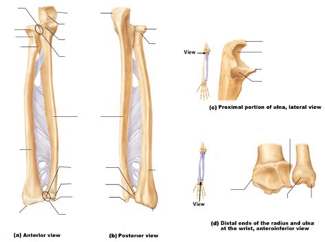 Lesson Bones Of Right Forearm Diagram Quizlet