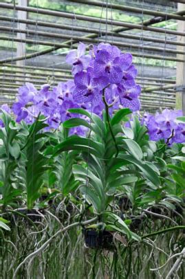 5 Tipos de Orquídeas Principais Espécies e Como Cultivar