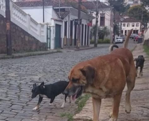 Animais Abandonados O Que Fazer Blima Bracher