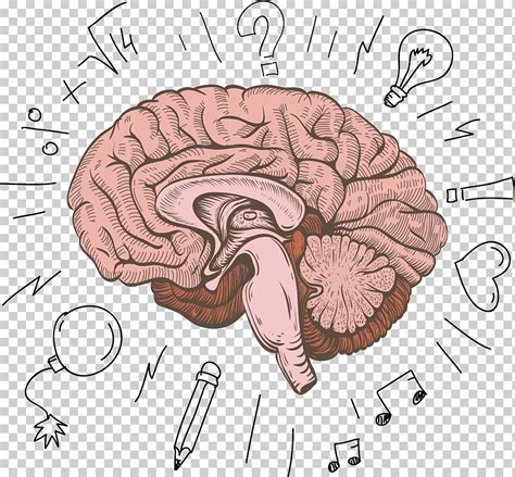 Arriba 103 Foto Dibujo Del Cerebro Y Sus Partes El último