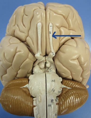 Cranial Nerves Flashcards Quizlet