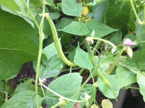 Comment Semer Des Haricots Verts