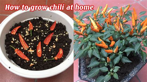 How To Grow Chili At Home From Seeds Youtube