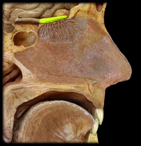 A P Chapter 22 Respiratory Cadaver Flashcards Quizlet