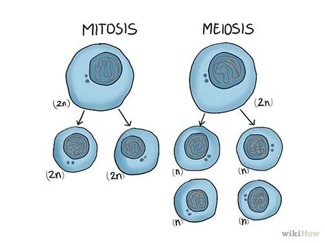 How To Differentiate Between Mitosis And Meiosis 7 Steps Mitosis