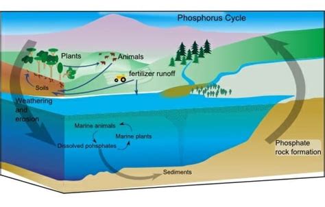 Explanation Of The Phosphorus Cycle
