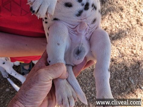 Se Quitan Las Hernias En Cachorros