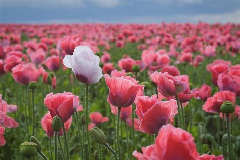 Mohnblumen Blumen Blumenwiese Kostenloses Foto Auf Pixabay Pixabay