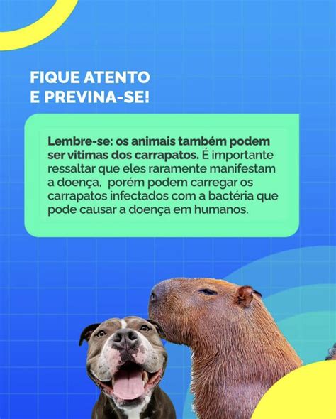 Notícia Você sabia que a febre maculosa é uma doença infecciosa que