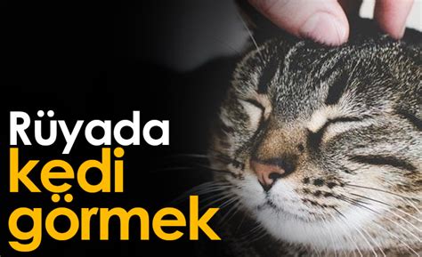 Rüyada kedi görmek ne anlama gelir Rüyada kediyi kucağına almak