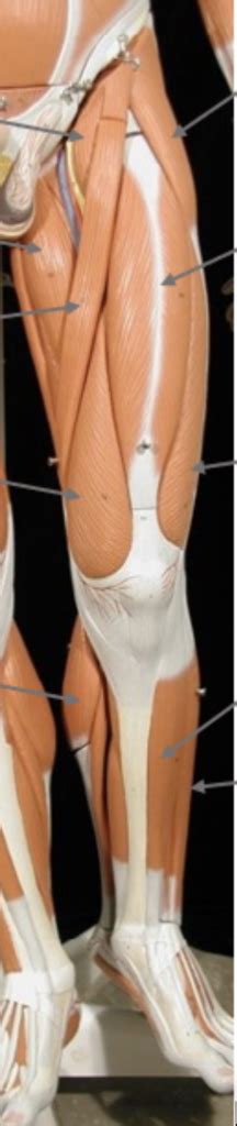 Muscles Of Lower Extremity Posterior View Diagram Quizlet