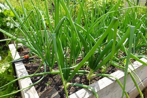 Guía de cultivo de cebollas cómo cultivar cebollas en lechos elevados