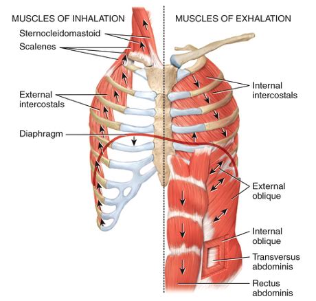Biomed Exam Ventilation And Gas Exchange Flashcards Quizlet