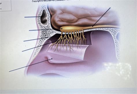 Nasal Cavity Diagram Quizlet
