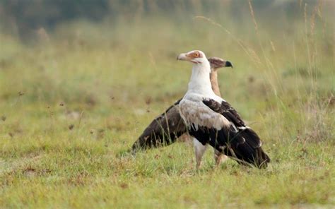 10 Best Birding Spots In Uganda Sarit Gorilla Safaris