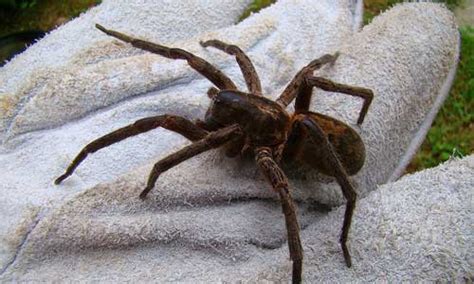 As 4 Aranhas Mais Venenosas Do Mundo TopicStat