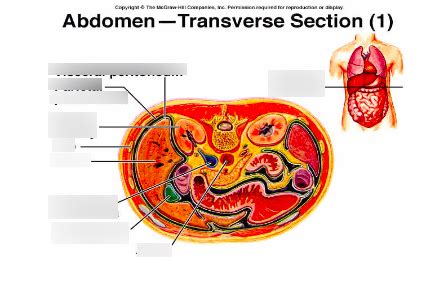 Abdomen Transverse Section Diagram Quizlet
