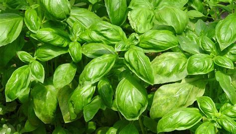 Top Plantas Que Atraen El Dinero La Salud Y El Amor A Tu Hogar