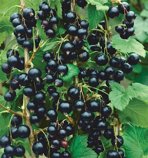 Consort Black Currant Plant Bush Ribes Nigrum Consort