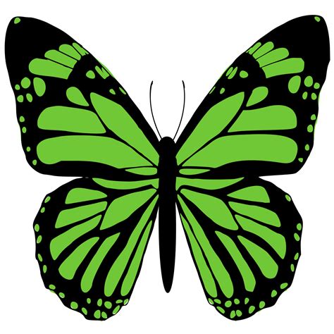 Green Butterfly Design Png