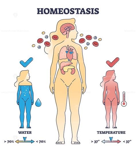Homeostasis State With Body Temperature And Water Regulation Outline