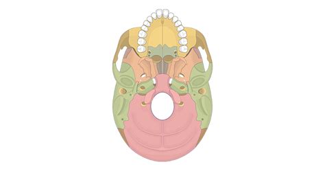 Anatomy Skull Diagrams Diagram Quizlet
