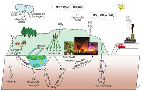O ciclo do nitrogênio Temas em Fisiologia Vegetal Luiz Edson Mota