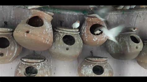 Zebra Finch Black Cheek Floridian Finches China Doves Red Doves