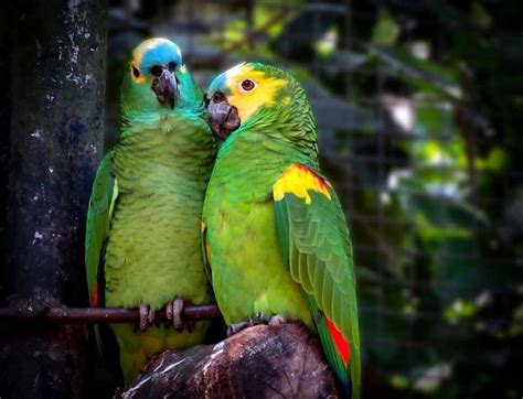 Animais mais inteligentes do mundo Quais são eles