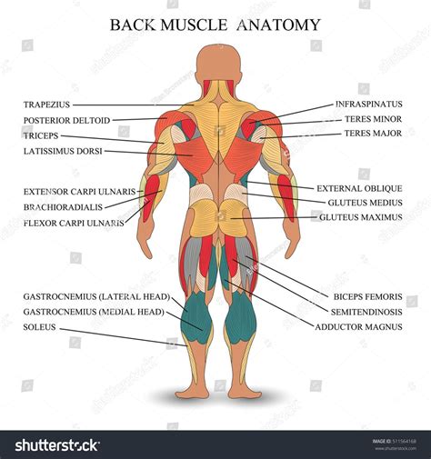 Human Body Anatomy Back View Organs Muscles Bocghewasu