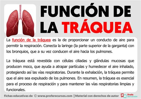 Función de la Tráquea