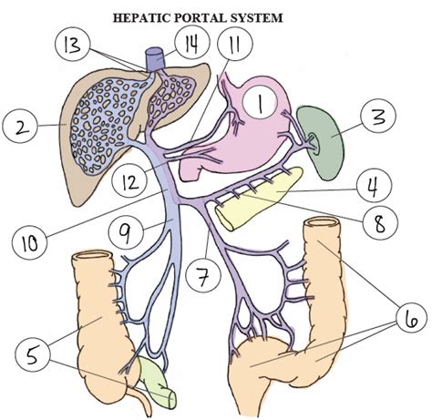 Hepatic Portal System Diagram Quizlet