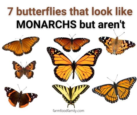 Butterflies That Look Like Monarchs But Aren T With Pictures