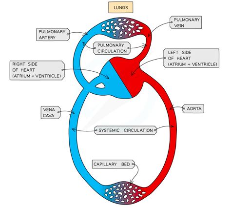 Edexcel A SNAB A Level Biology 复习笔记1 1 1 The Need for a Circulatory