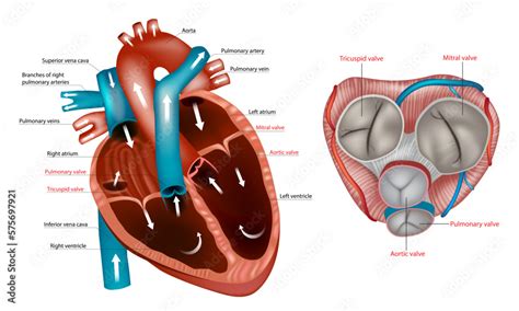 Normal Mitral Valve Area Hot Sex Picture