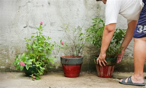 Cómo eliminar a las hormigas de tus macetas 5 pasos