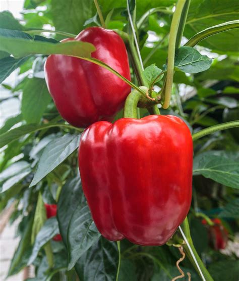 Cómo Sembrar Y Cultivar Pimientos Morrón La Huerta en Casa Everand
