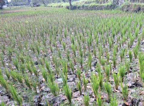 Kementan Kembangkan Optimasi Lahan Kering