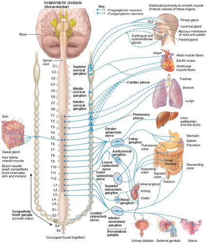 Ch 15 Autonomic Nervous System Flashcards Quizlet